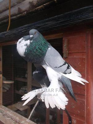 Birds in Ghana for sale Price on Jiji.com.gh