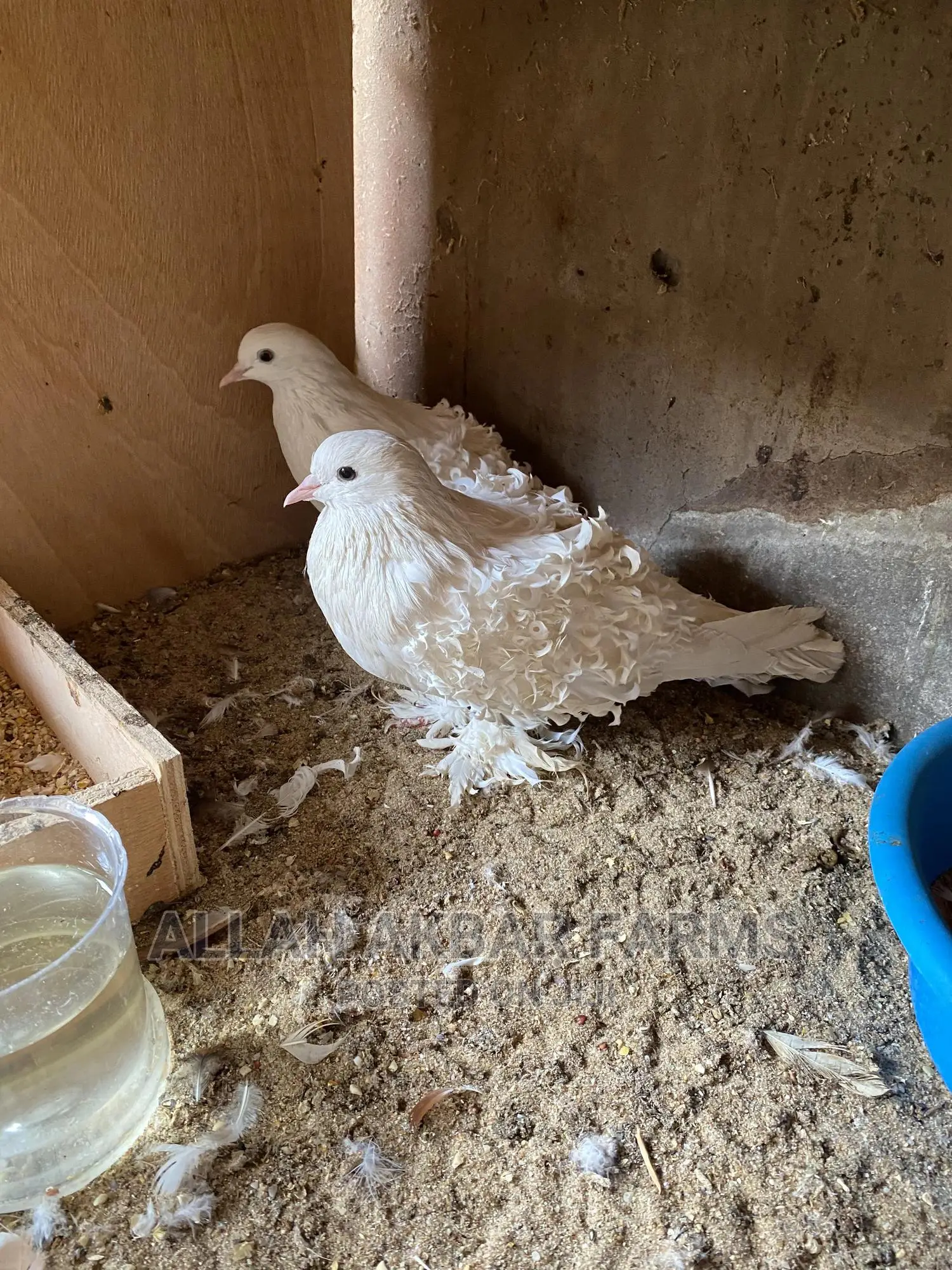 White Frillback Pigeon in Cantonments - Birds, Emmanuel Lomo | Jiji.com.gh