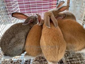 Rabbits in Ghana for sale Prices on Jiji.com.gh
