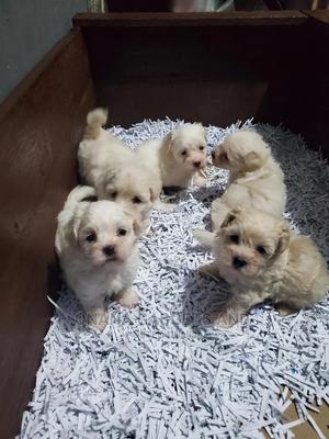 Dogs & Puppies in Ghana for sale Prices on Jiji.com.gh