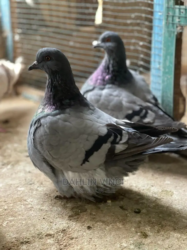 French Mondain Pigeons in Spintex - Birds, Dahlin Vinci | Jiji.com.gh