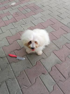 Dogs & Puppies in Ghana for sale Prices on Jiji.com.gh