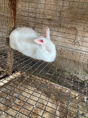Rabbits in Ghana for sale Prices on Jiji.com.gh