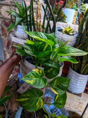 Plants in Ghana for sale Prices on Jiji.com.gh