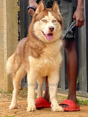 Dogs & Puppies in Ghana for sale Prices on Jiji.com.gh