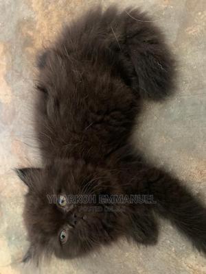 Cats & Kittens in Ghana for sale Price on Jiji.com.gh
