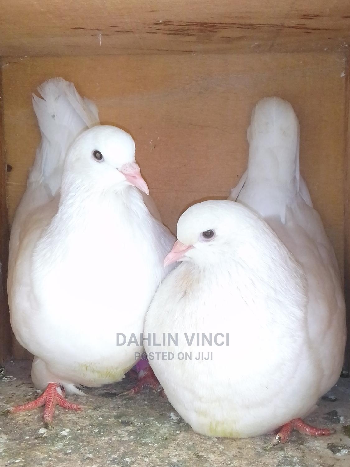 French Mondain Pigeons in Spintex - Birds, Dahlin Vinci | Jiji.com.gh