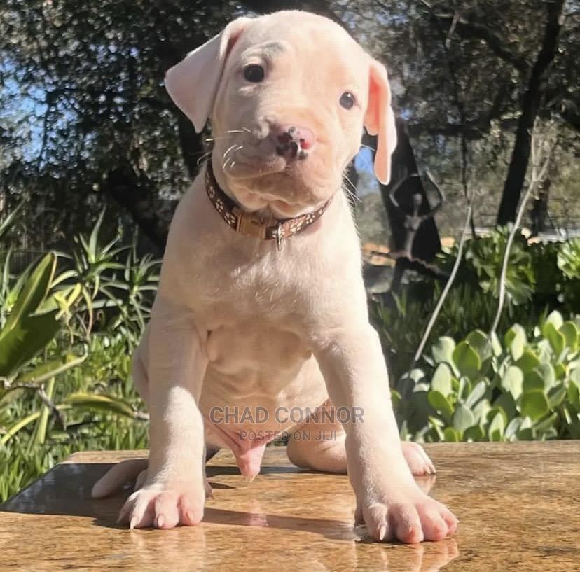 1-3 Months Female Purebred Dogo Argentino in Accra Metropolitan - Dogs ...