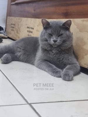 6-12 Months Male Purebred British Shorthair in Accra Metropolitan ...