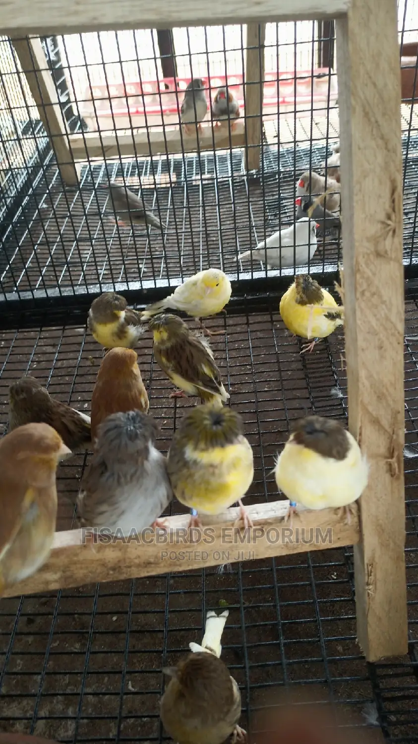 Gloster Canaries in Tema Metropolitan - Birds, Frimpong Isaac | Jiji.com.gh