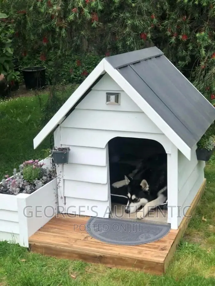 Dog Kernel For Sale in Accra Metropolitan - Pet Accessories, George ...