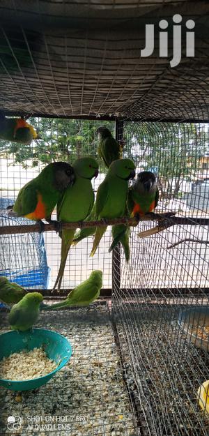 Parrots in Ghana for sale Price on Jiji.com.gh